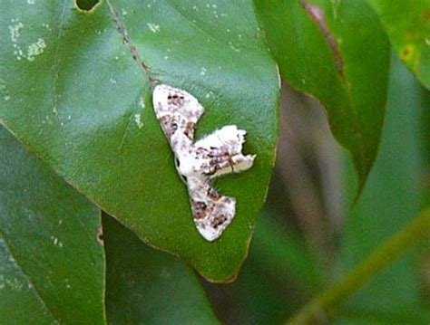 しりあげの仲間だと思っているのですが 昆虫ブログ むし探検広場