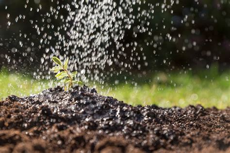 Parable Of The Sower Bible Stories Library