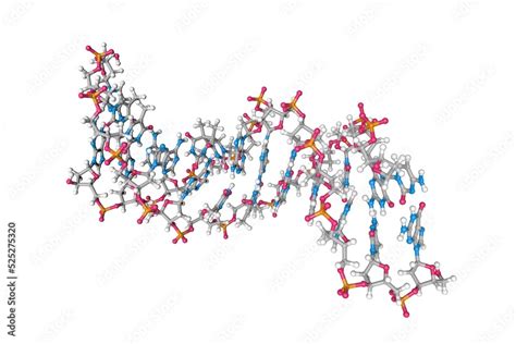 Solution State Structure Of Dna Dodecamer Duplex Containing A Cis Syn