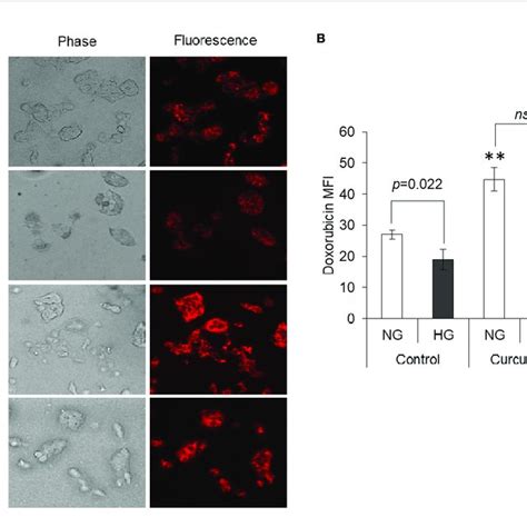 Curcumin Promotes Intracellular Accumulation Of Drugs Drug Uptake By Download Scientific