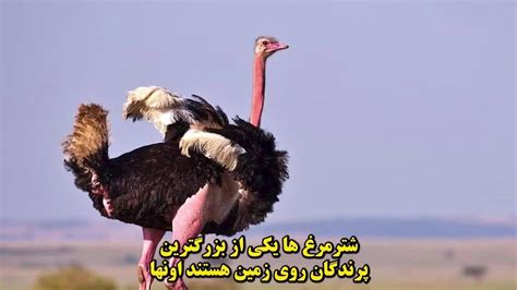 قاتل های آسمانی ۱۰تا از ترسناک‌ترین پرنده‌هایی که هرگز نمی‌خواهید با