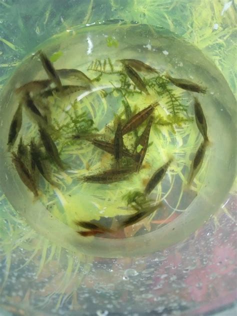 Backyardigans Wild Shrimp Australian Amano Shrimp Used