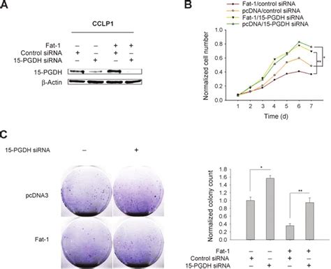 Knockdown Of 15 Pgdh Prevents Fat1 Induced Inhibition Of Download