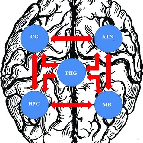 The Dynamic Causal Modeling Dcm Model For Effective Connectivity