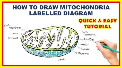 How To Draw Mitochondria Diagram Step By Step Easy Method For