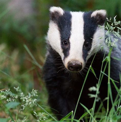 Badger Culling Born Free
