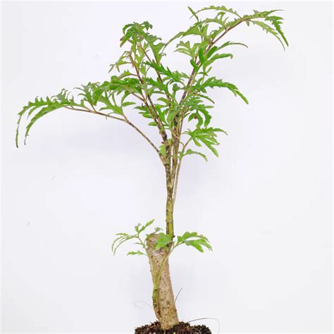 Polyscias Filicifolia