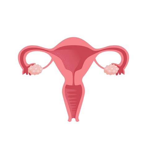 Uterus mujeres salud ciclo del sistema reproductivo femenino anatomía