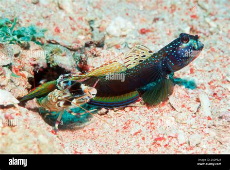 Metallic Shrimp Goby Amblyeleotris Latifasciata With Its Partner An