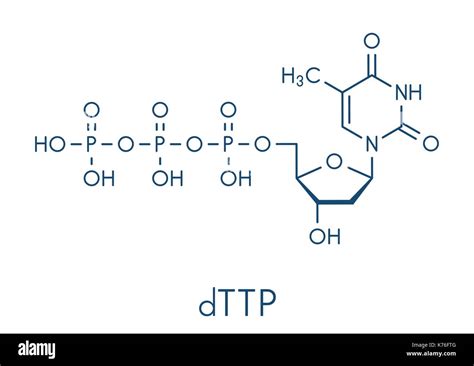Thymidine Triphosphate Ttp Nucleotide Molecule Dna Building Block