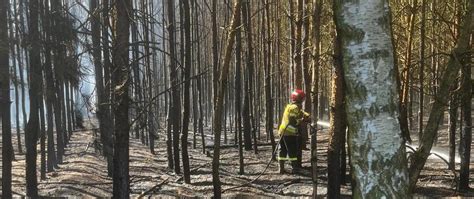 Pożar lasu i zboża w Baranowicach Komenda Powiatowa Państwowej Straży