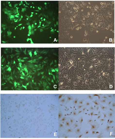 Induction Of Transgene By Doxycycline Dox In Breast Cancer Cells Download Scientific Diagram