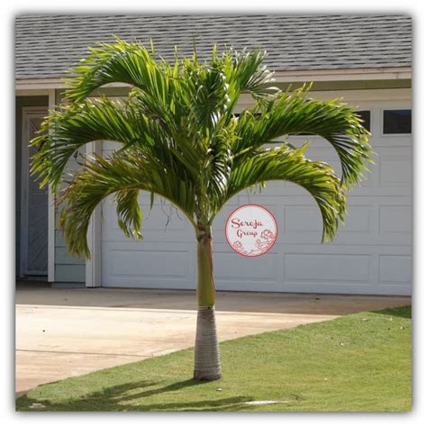 Jual Bibit Pohon Palem Putri Tanaman Palm Putri Kab Bogor Seroja Group Tokopedia