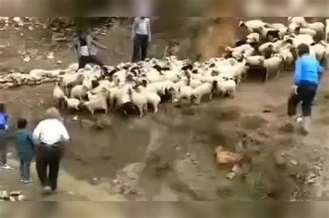 山区女子是这样子给羊洗澡的，一看就是猛女操作