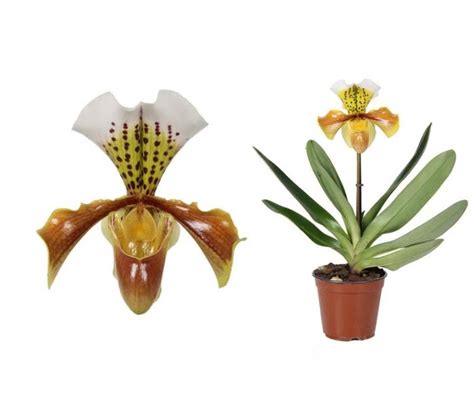 Paphiopedilum Usa Hybride Green Solutions