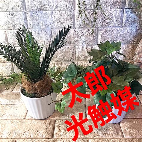 光触媒 人工観葉植物 ウォールグリーン フェイクグリーン フラワー ハンドメイド ヤシとアイビー その他インテリア雑貨 太郎 通販