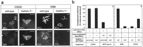 Complex Gangliosides At The Neuromuscular Junction Are Membrane