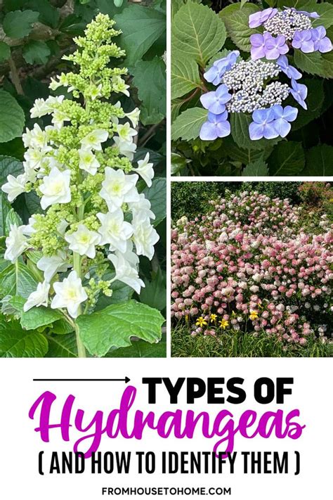 Types Of Hydrangeas And How To Identify Them 2024