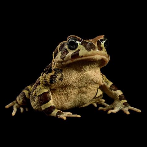 Check My Plants This Sexy Western Leopard Toad Is An Endangered