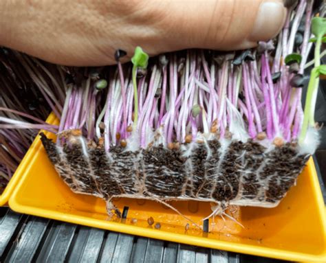 Unlocking Nutrient Power In Microgreens Grow Your Own Vegetables