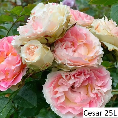 იელის ვარდები იელის ვარდები Added A New Photo