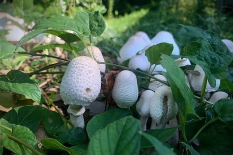 ツブカラカサタケ粒唐傘茸 世話要らずの庭