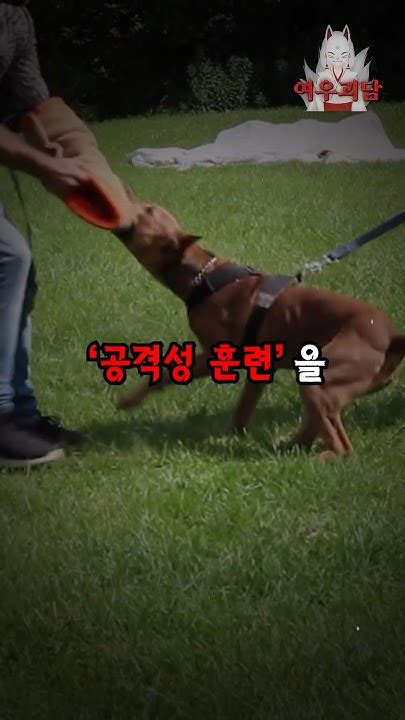 개 훈련 유튜버 사건 Youtube