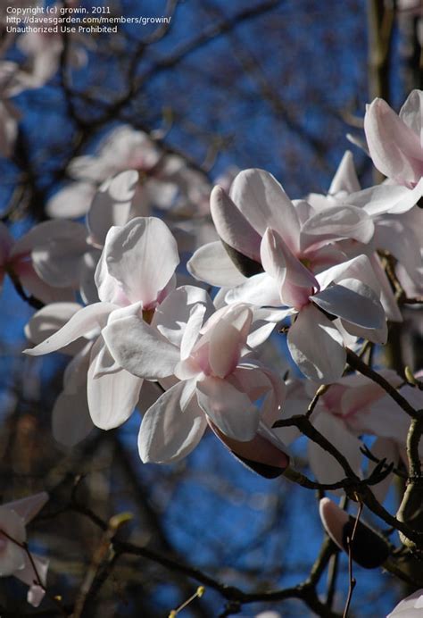 PlantFiles Pictures: Sargent's Magnolia (Magnolia sargentiana) by conor123