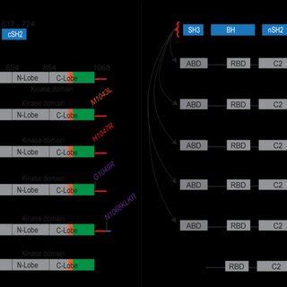 Fig S1-List of p110α and p85α constructs used. 1034 | Download ...