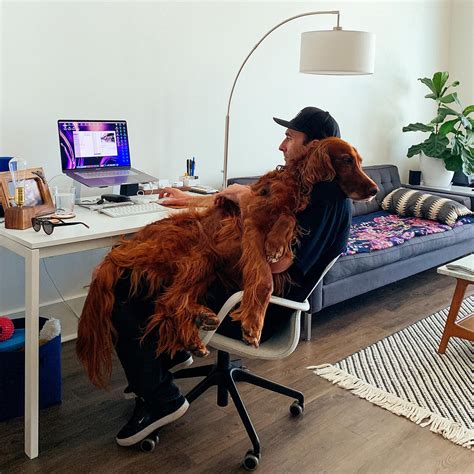 Typical R Irishsetter