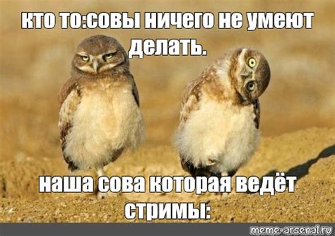 Meme кто то совы ничего не умеют делать наша сова которая ведёт