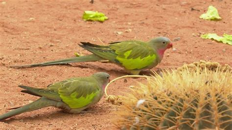 New Bird Flu Outbreak Near Torpoint Cornwall Bbc News