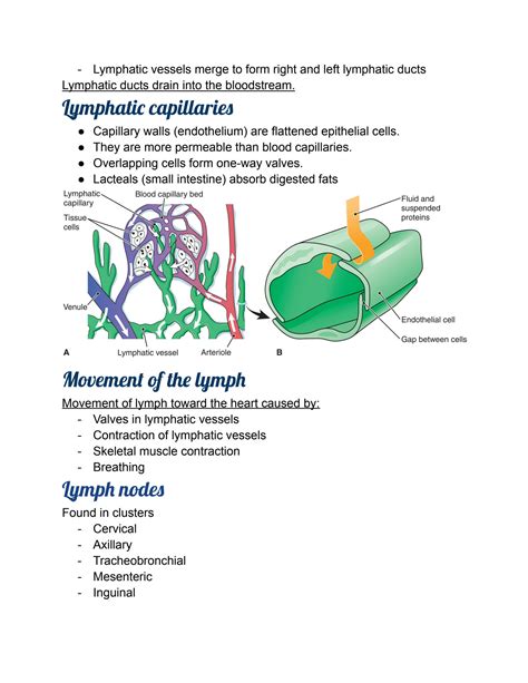 SOLUTION The Lymphatic System And Lymphoid Tissue Studypool