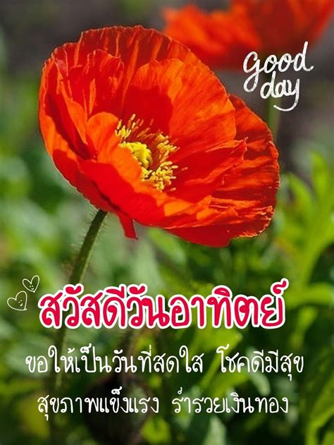 ไอเดีย สวัสดีวันอาทิตย์ Sunday 680 รายการ วันอาทิตย์ อรุณสวัสดิ์ สุขสันต์วันอาทิตย์
