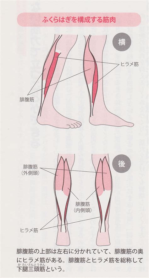 「ふくらはぎ」＝「第二の心臓」 ～ふくらはぎ その1～ ヘルシーリンパのブログ 有限会社ヘルシーリンパ ヘルシーリンパ協会