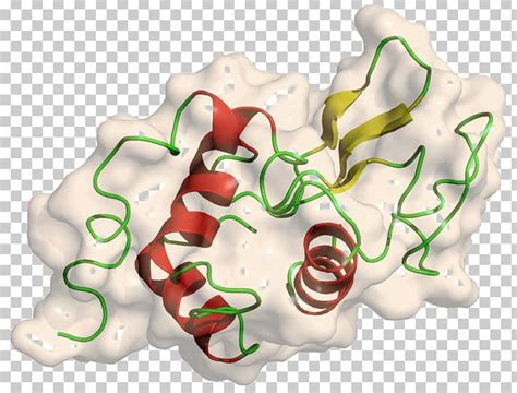 Lysozyme Protein Structure Protein Tertiary Structure Png Clipart Amino Acid Biochemistry