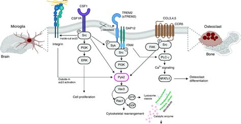 Frontiers The Generation Activation And Polarization Of 44 Off