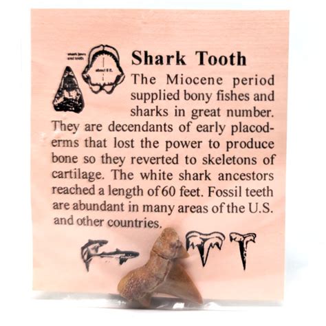 Fossil Bag 11 Assorted Small Fossils The Fossil Cartel