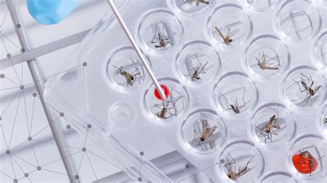 Gene Drive In Mosquitoes Boon Or Bane
