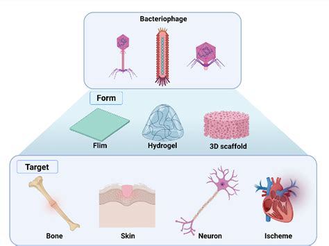 Figure 3 From Genetically Engineered Bacteriophages As Novel Nanomaterials Applications Beyond