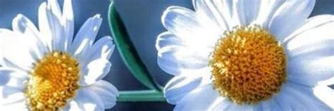 Toriqul Islam Toriqul59428418 Twitter