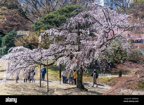 Weeping Cherry Tree Koishikawa Korakuen Gardens Bunkyo Ku Tokyo