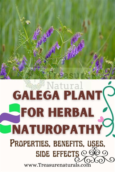 Galega Plant For Herbal Naturopathy Properties Benefits Uses Side