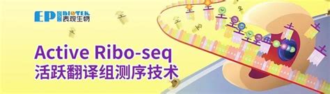 新品上市 Active Ribo Seq：活跃翻译组测序技术 知乎