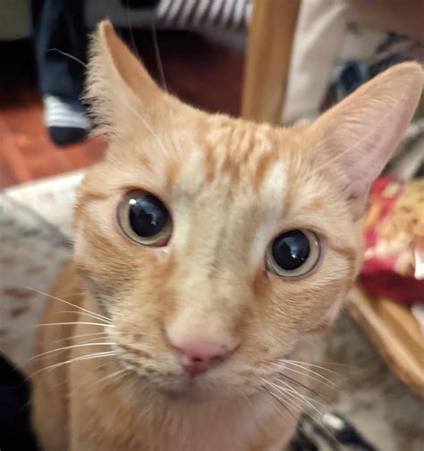 I May Have Created A Catnip Dependent Cat And Im Not Sorry Rcat