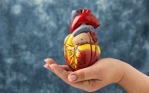 Use Heart Know Heart The Vital Importance Of Cardiac Rehabilitation