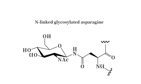 Glycosylation Of Peptides Qyaobio