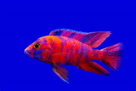 Peacock Cichlid Care Tank Setup Diet And More