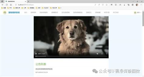 【java毕设项目推荐】基于spring Bootvue的宠物领养系统（附源码） 知乎
