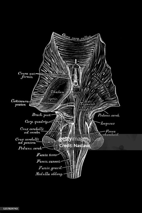 Midbrain Cerebral Nerves High Res Vector Graphic Getty Images